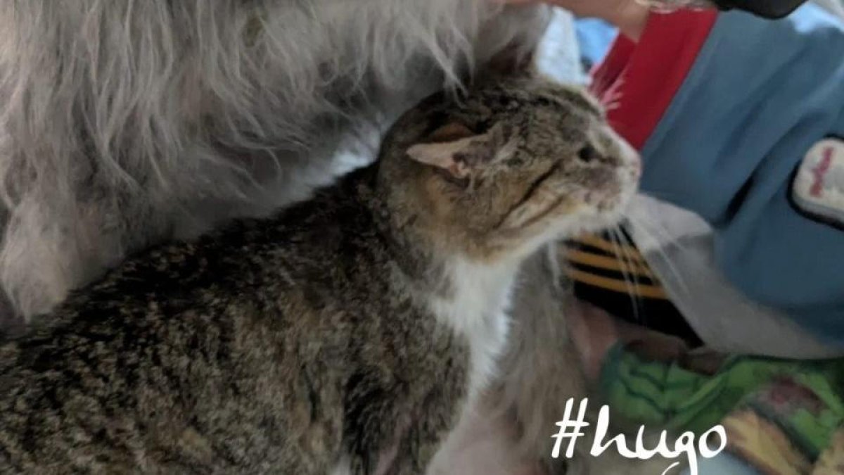 Adopta un gato: Hugo, el felino recuperado tras su abandono que busca ...