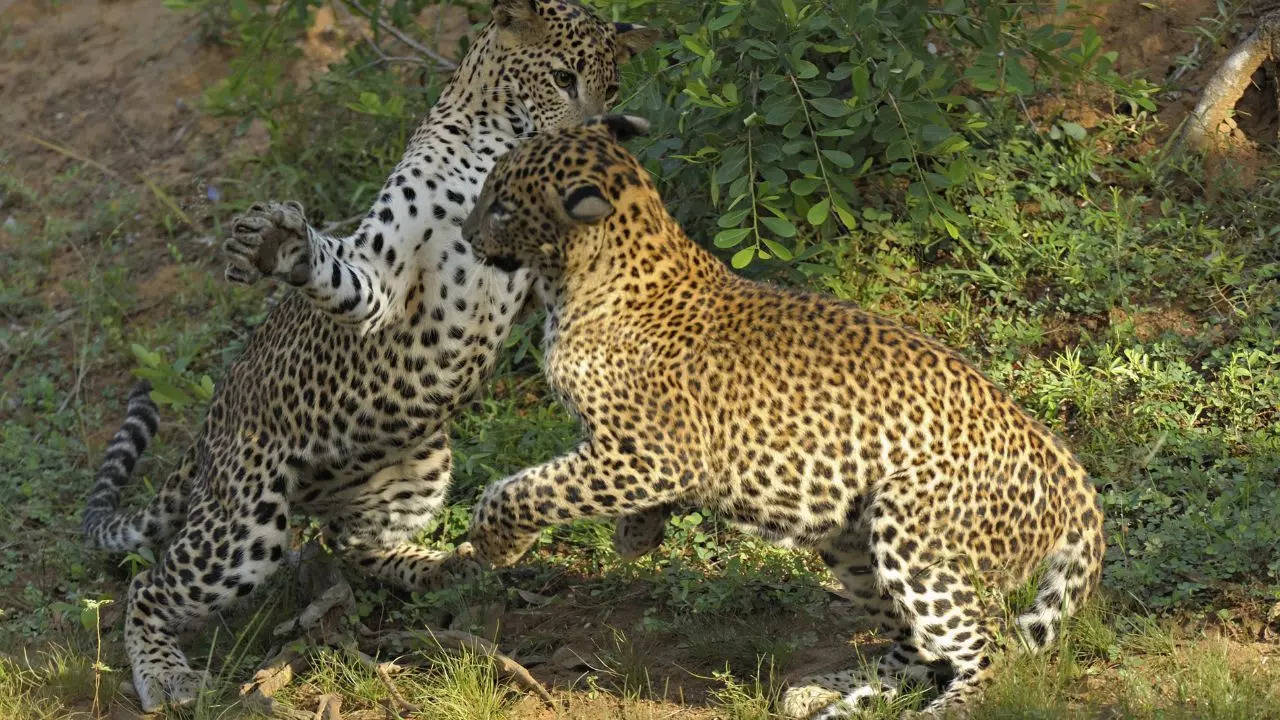 WATCH: Male leopard unexpectedly stops a heated fight between female ...