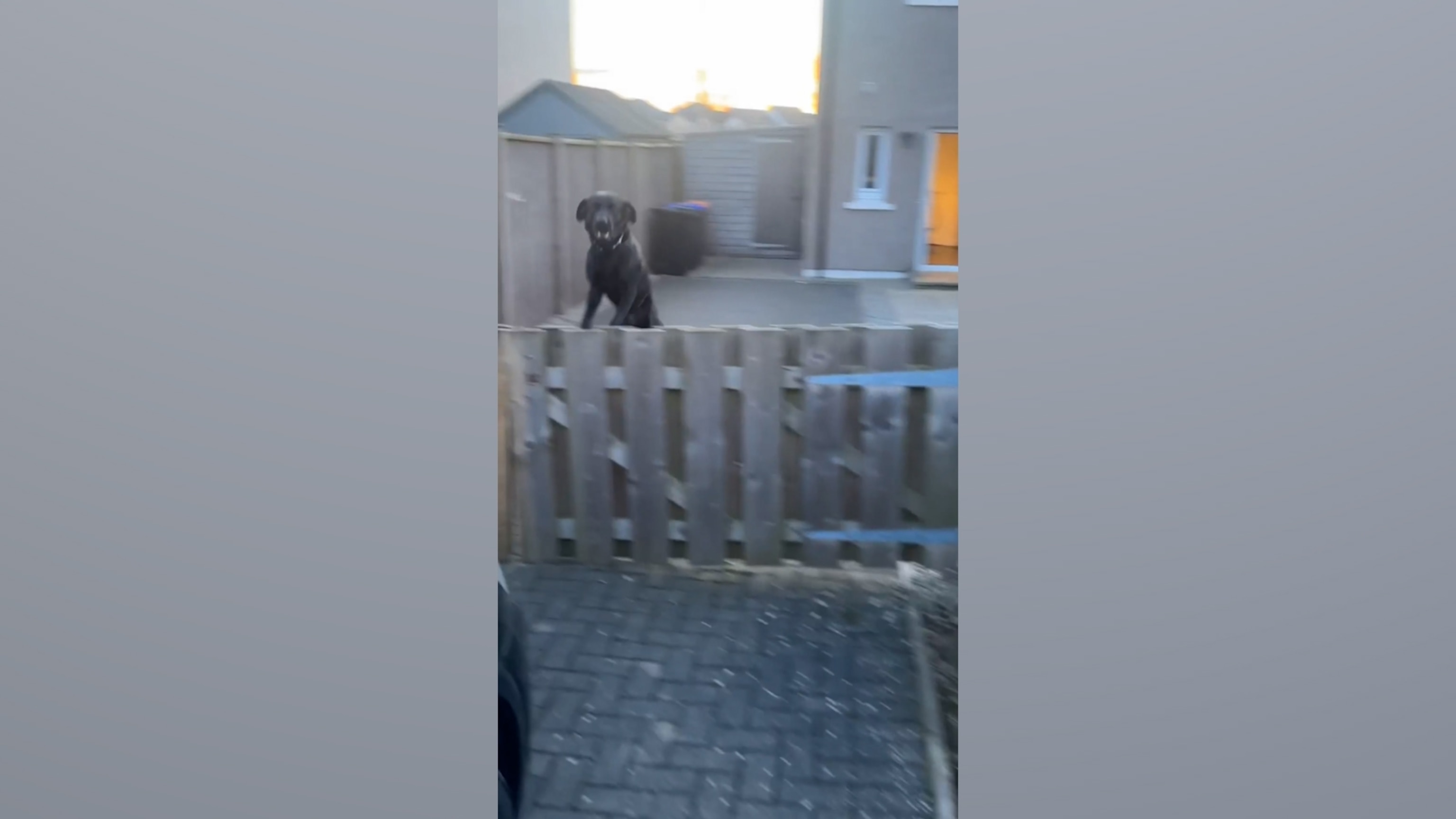 Dog leaps for joy seeing owner return home