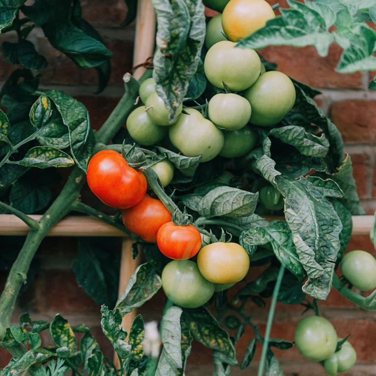 5 plants you should never grow with tomatoes – experts warn they can ...