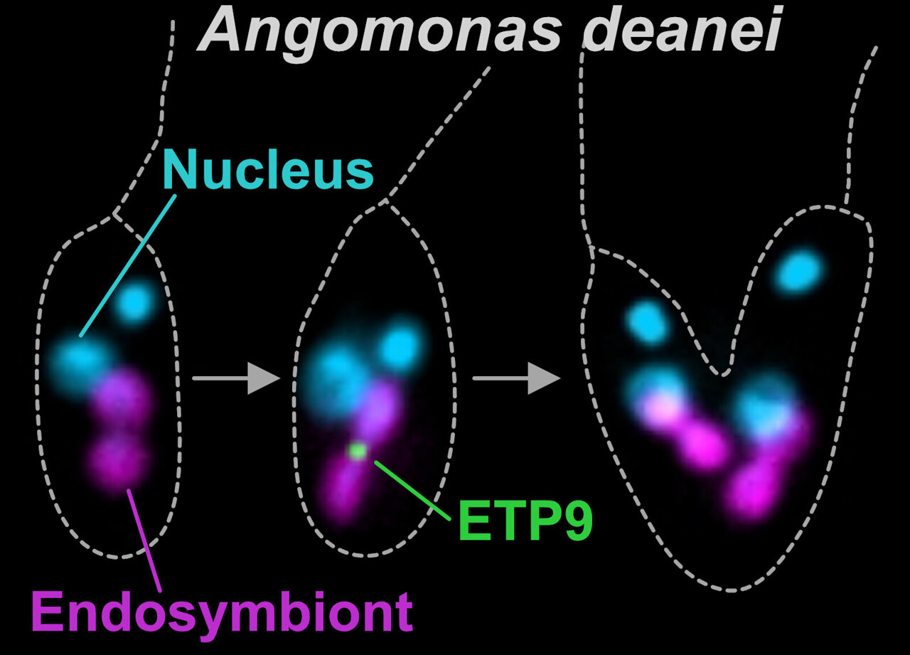 How an organelle evolves in symbiosis with a cell: Intermediate stage ...