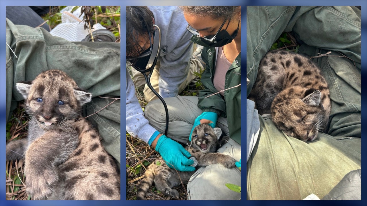 Florida welcomes three new baby panthers, officials say