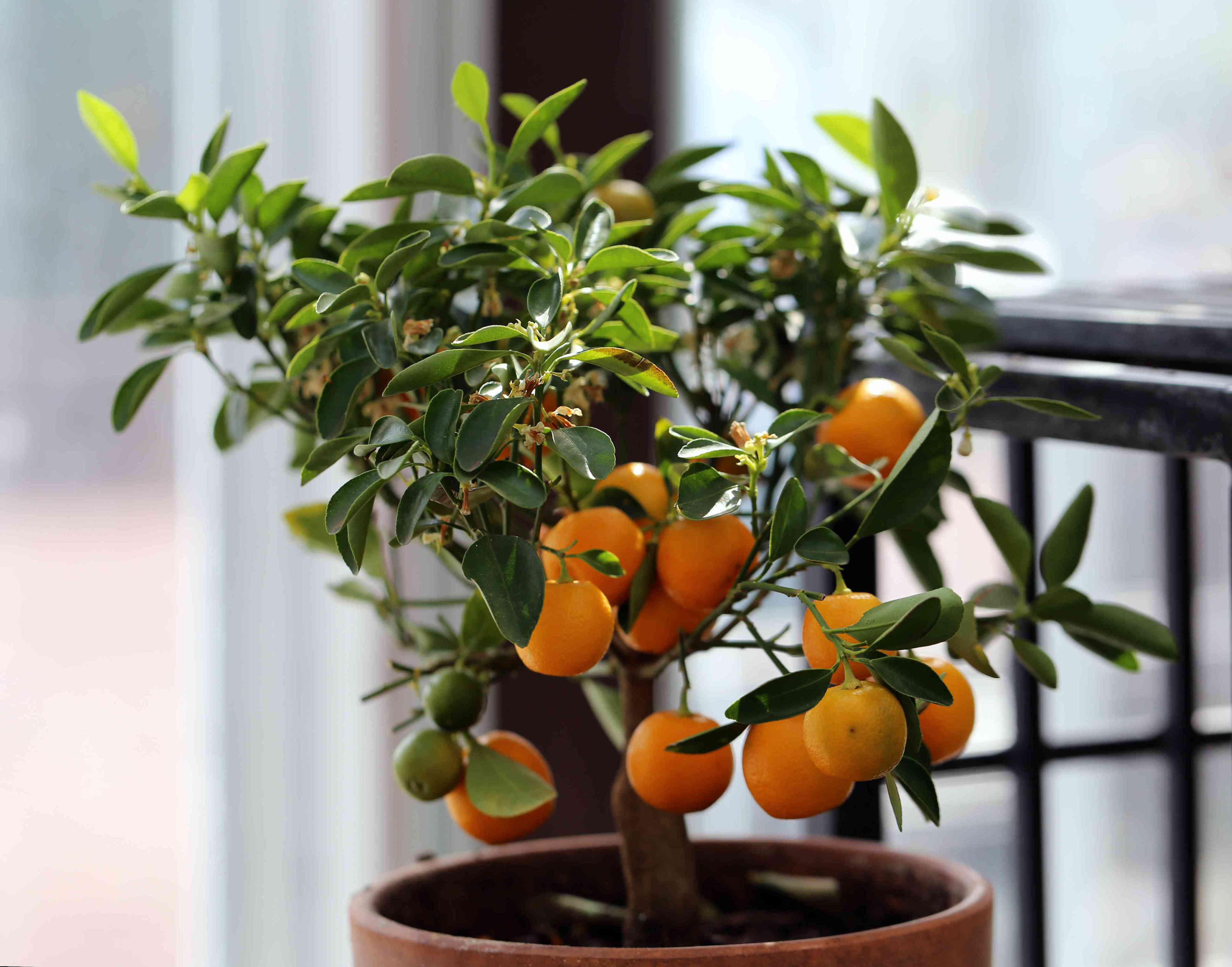 How to grow an orange tree indoors for delicious fruit year-round