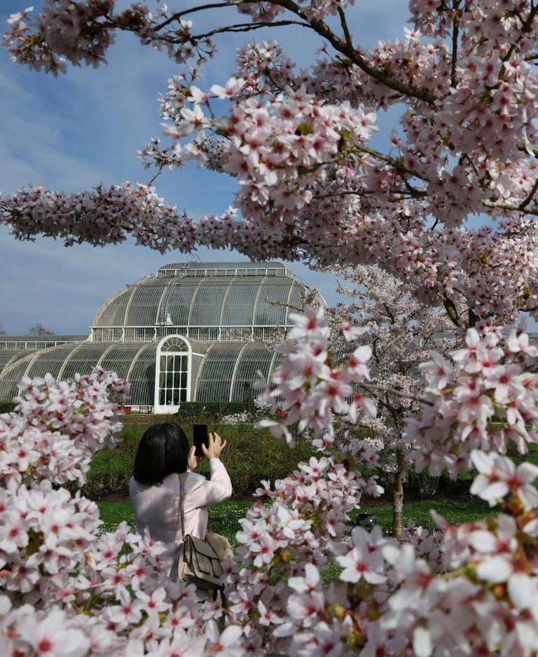 The best places to see cherry blossom in London