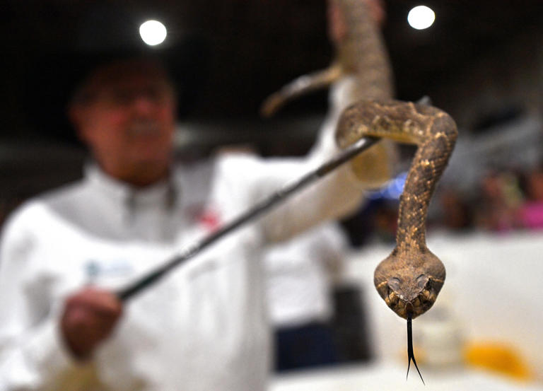 Okeene Rattlesnake Roundup ends this weekend. Here's how to attend the ...
