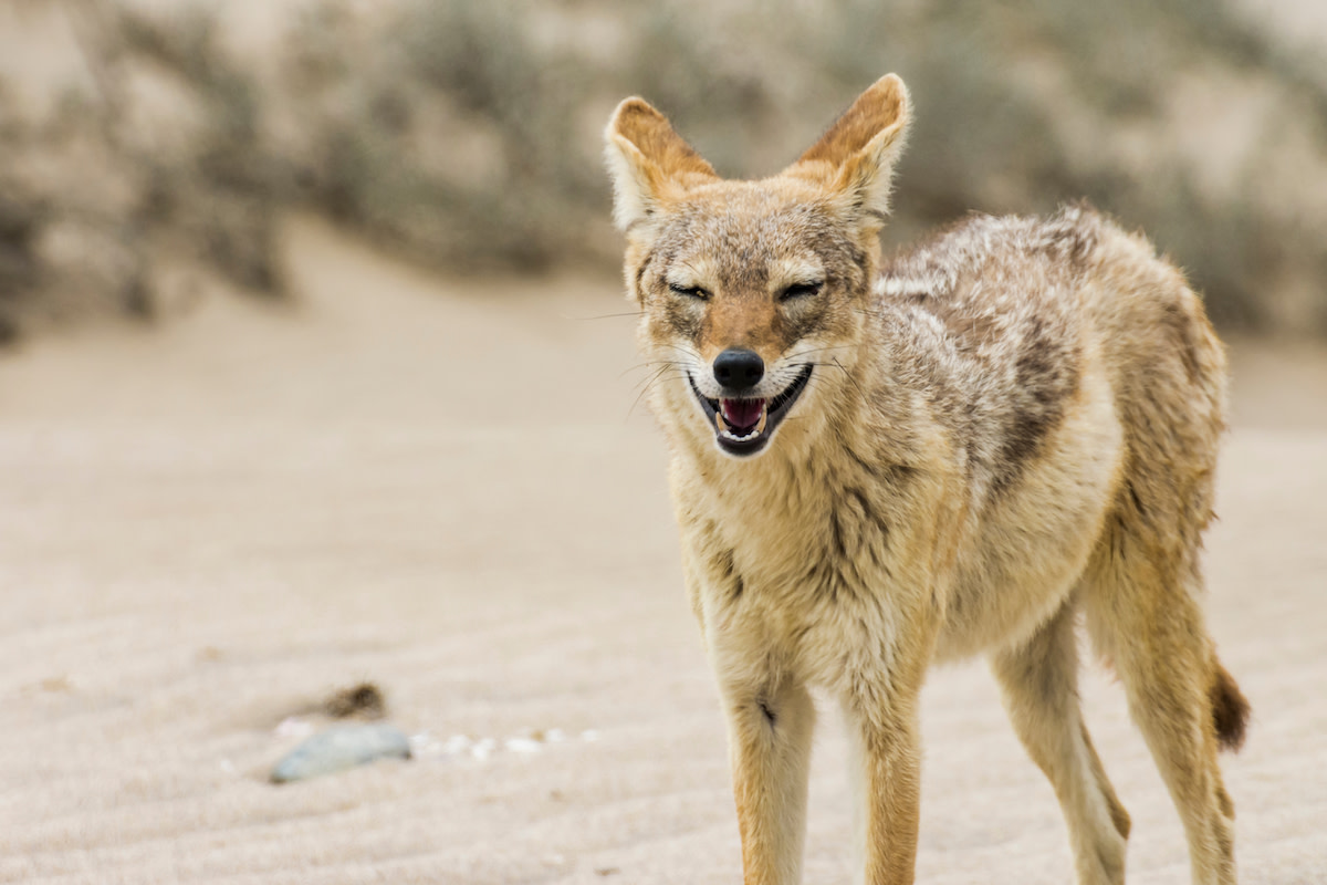 African Jackal Is Totally Obsessed with Twirly Slide Just Like a Human Kid