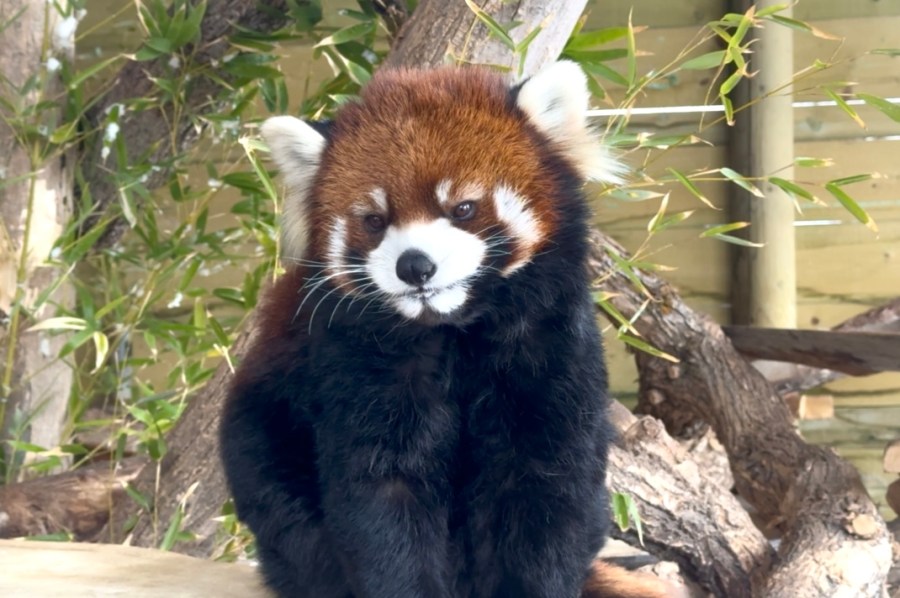 Kiaria, Utah’s newest red panda, is ready to meet the public