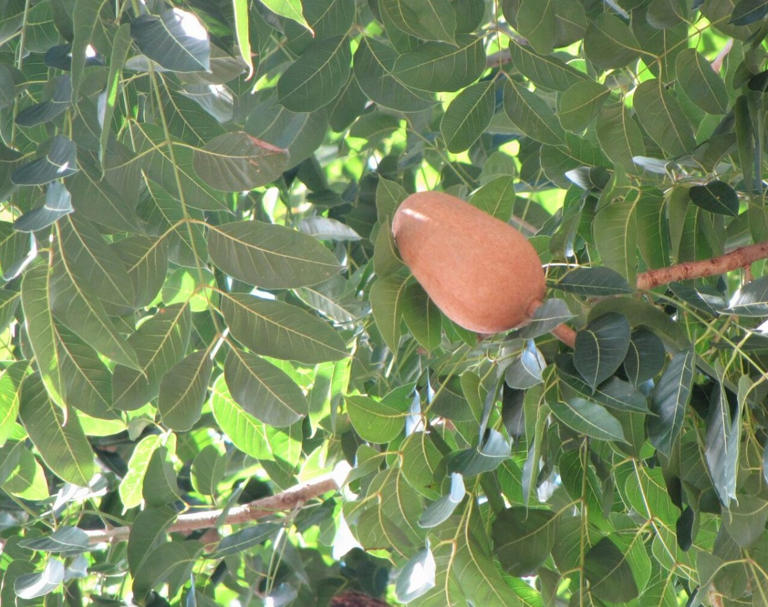 Características del Árbol de Caoba: Descripción, Madera, Usos y ...
