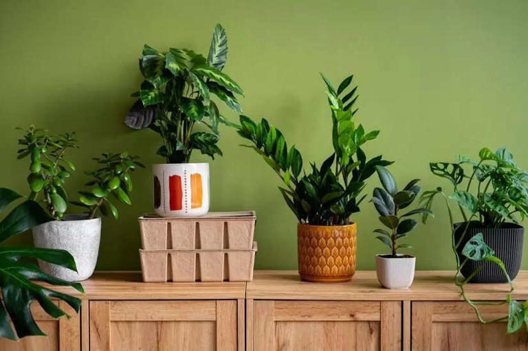 How To Pick The Ideal Pot For Your Plants
