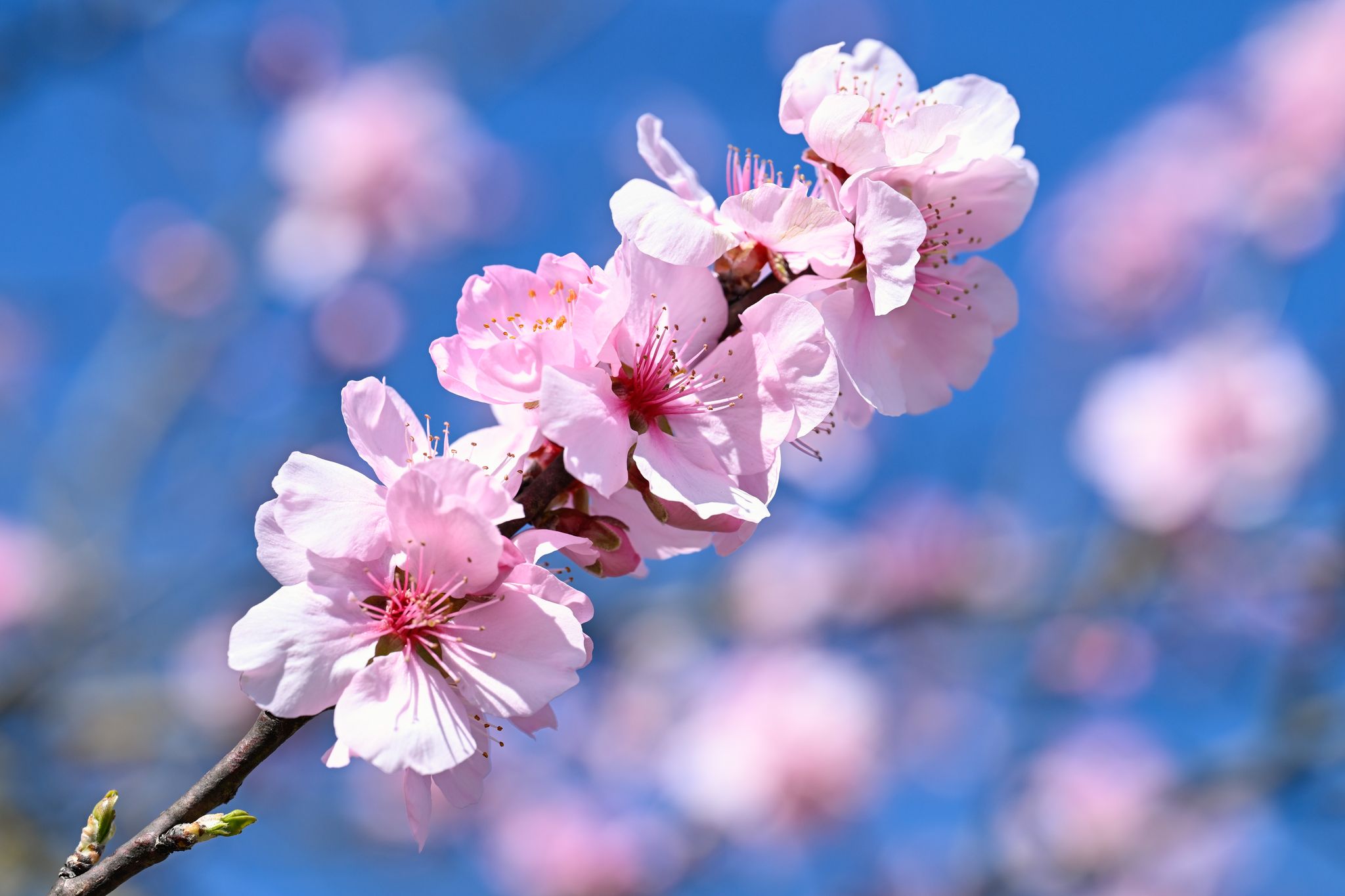 Mandelbäume zeigen bereits rosa Blüten