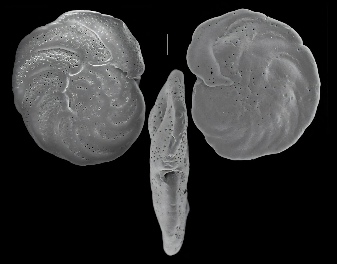 Sand-sized fossils may hold secrets to the history of climate change