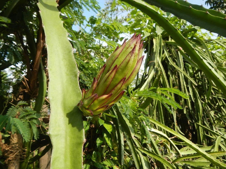 Cultivo de Pitaya: Beneficios, Cuidados y Guía Completa para su Éxito