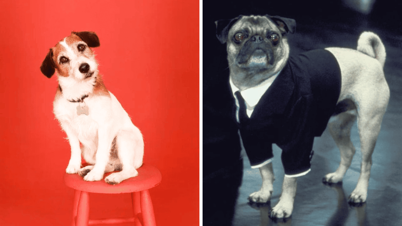 20 of the Most Iconic Dogs in Movie and TV Show History