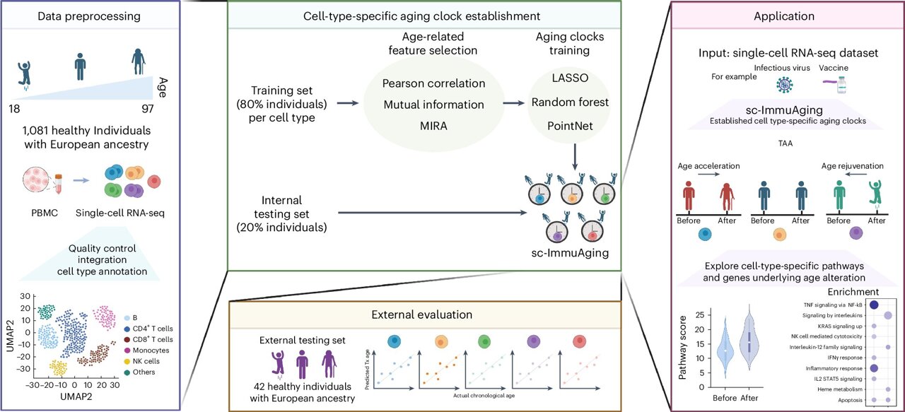 'Aging clock' computer model reveals aging processes in immune cells