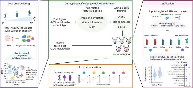 'Aging clock' computer model reveals aging processes in immune cells