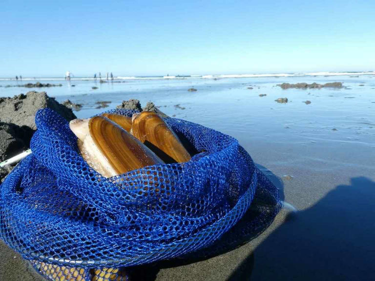 WDFW approves three days of coastal razor clam digs