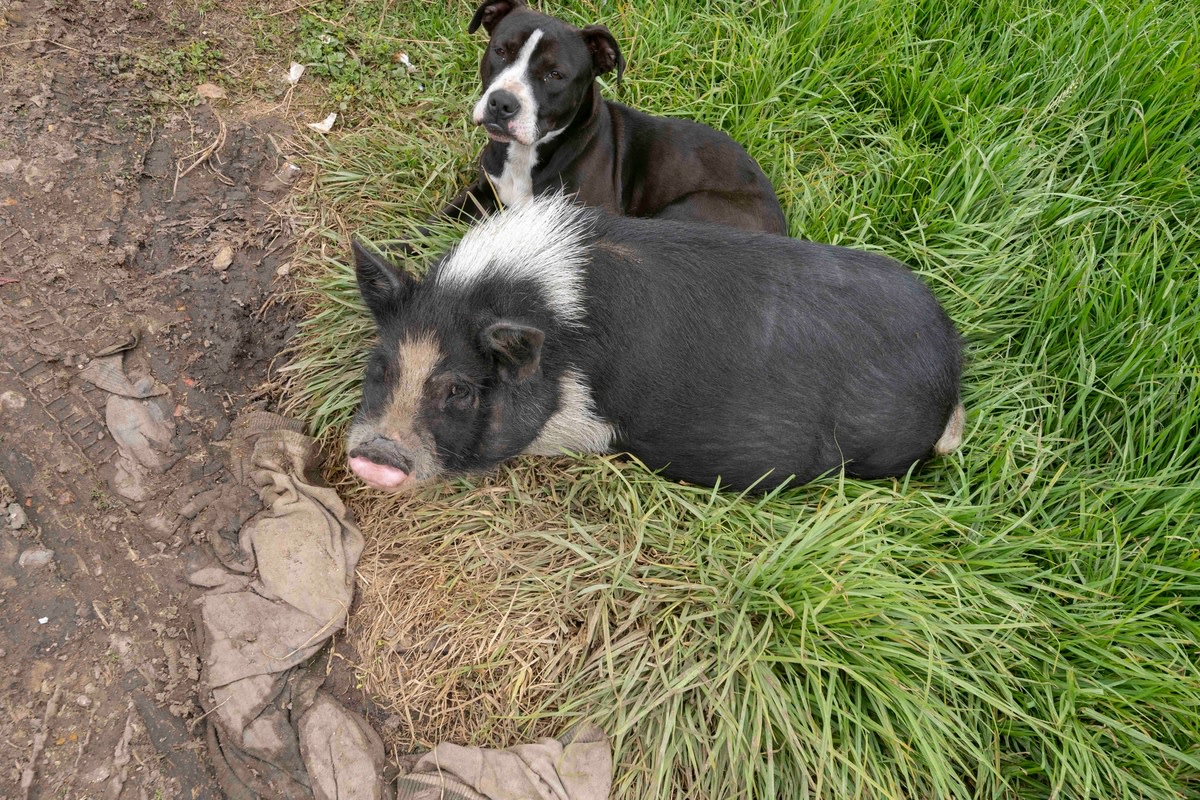 Pit Bull and 'Turbo' Pig Bestie Busted Sneaking Into Neighbor’s Yard ...