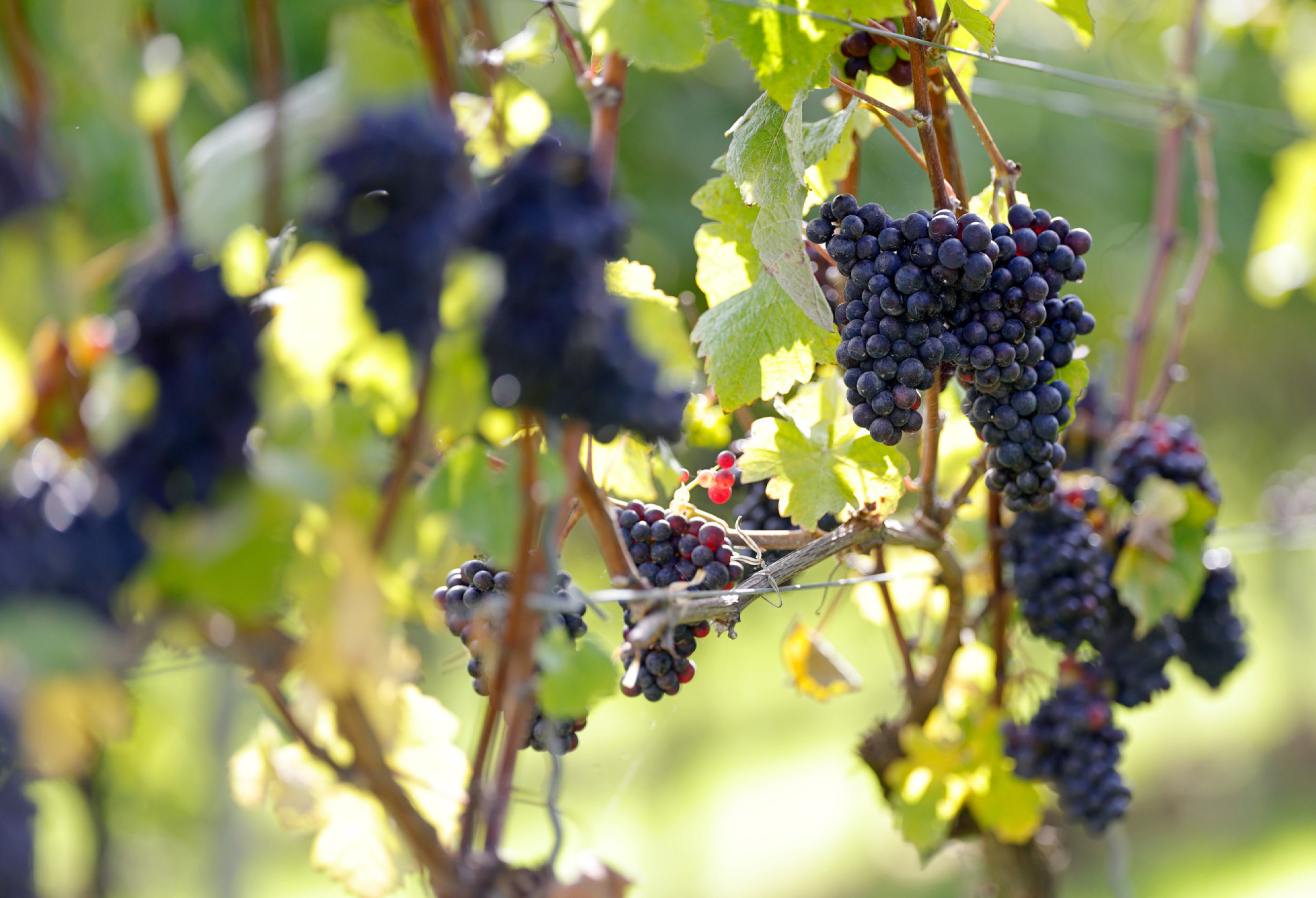 Follow the most popular wine routes in the world