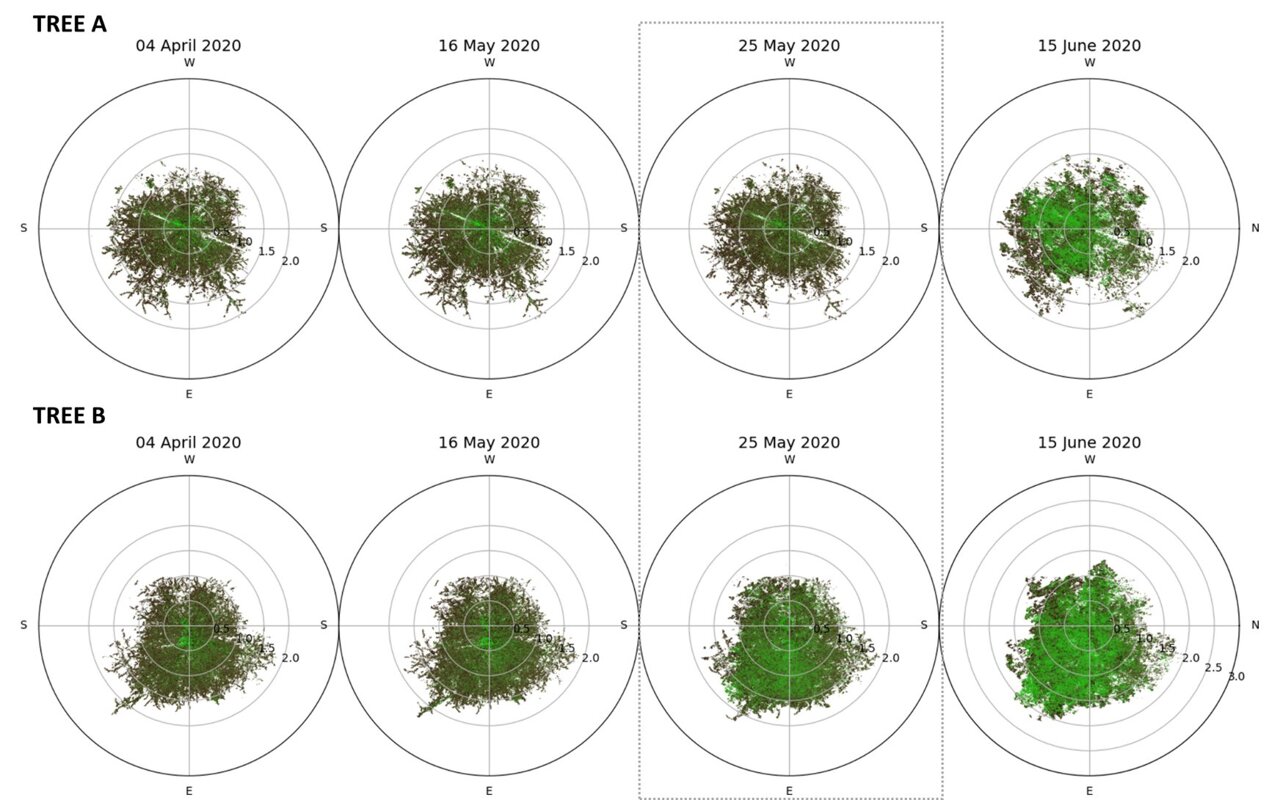 Laser scanning shows trees awaken to spring at their own pace—even ...