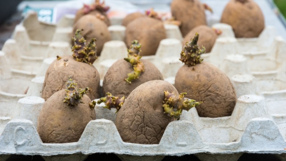Can You Grow Seed Potatoes Indoors?