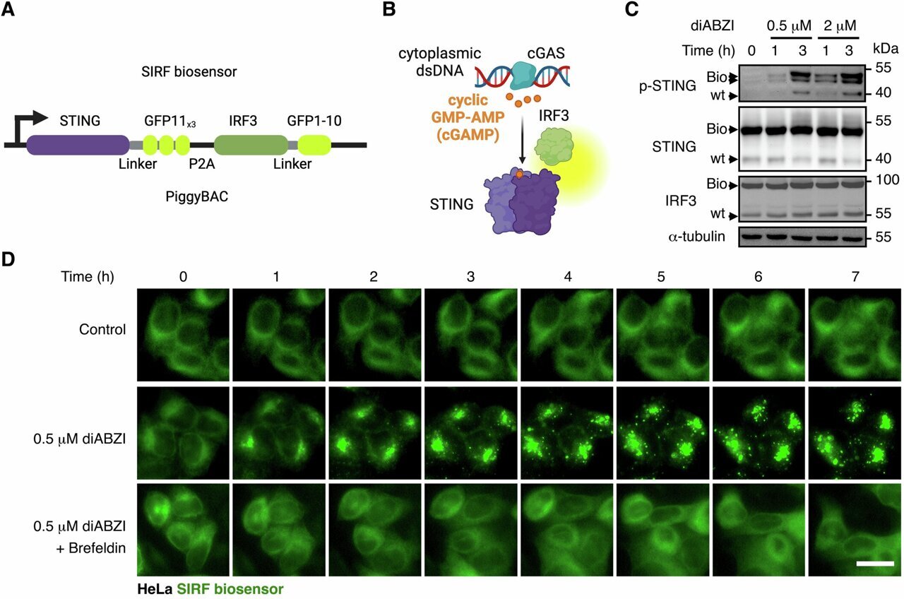 Illuminating the immune response to aberrant DNA