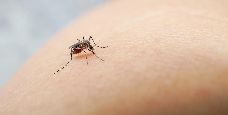 CDC Warns Dengue Cases Are Rising in the U.S.—How to Protect Yourself CDC Warns Dengue Cases Are Rising in the U.S.—How to Protect Yourself