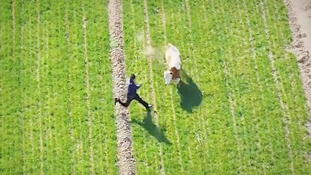 Runaway cow turns farm field into football field in China