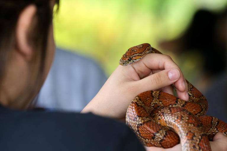 Can you trust a snake as a pet? 10 things Arizonans should know before ...