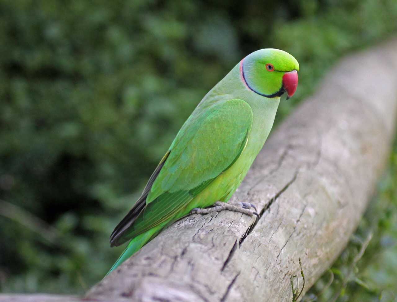 Parakeets Talking May Unlock Breakthroughs In Speech Disorder, Stroke ...