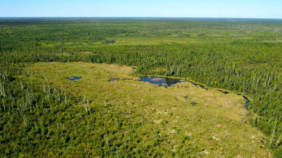 Behold! The World’s Largest Beaver Dam