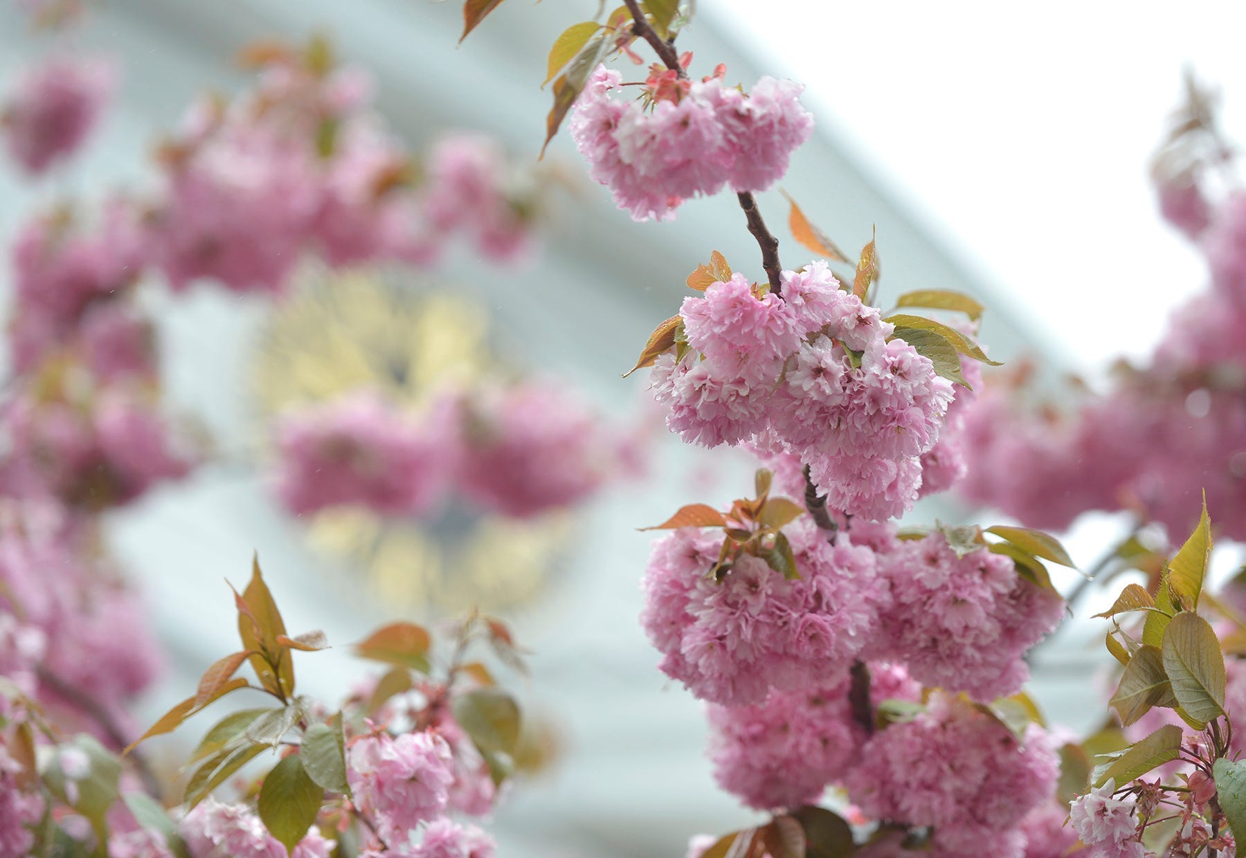 It's cherry blossom season in NJ: Where to see the pink blooms