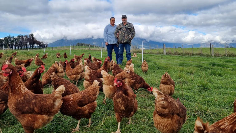 Egg shortages lead to surge in demand for backyard chickens