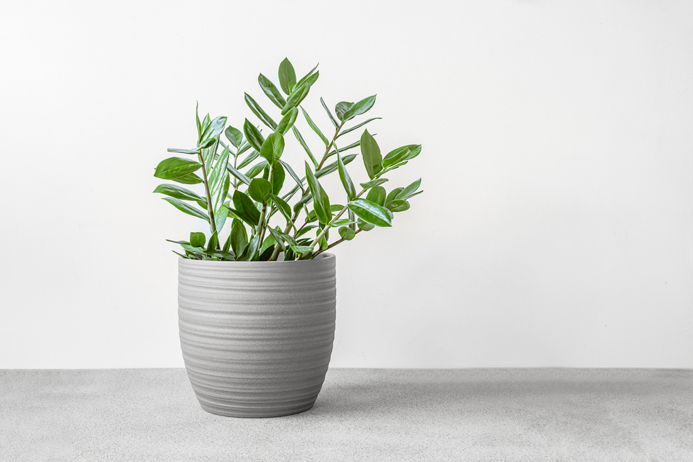 20 neglect-proof exotic houseplants for busy or forgetful owners