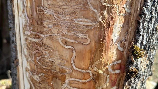 Emerald ash borer infestation forces Lisbon homeowner to cut down trees ...