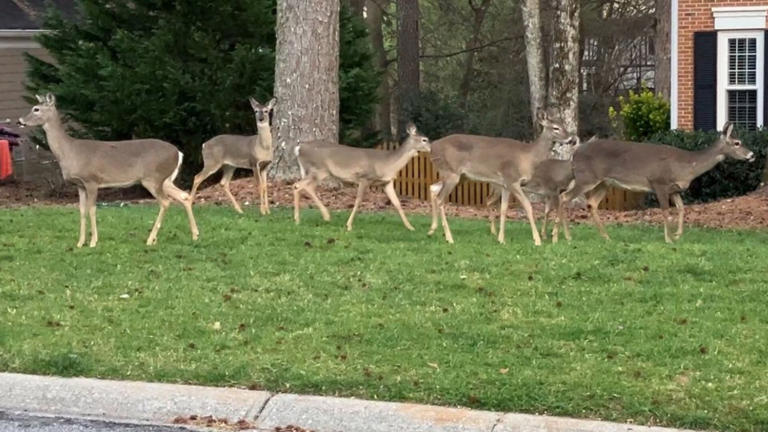 Deer population explosion creates concerns in Peachtree Corners