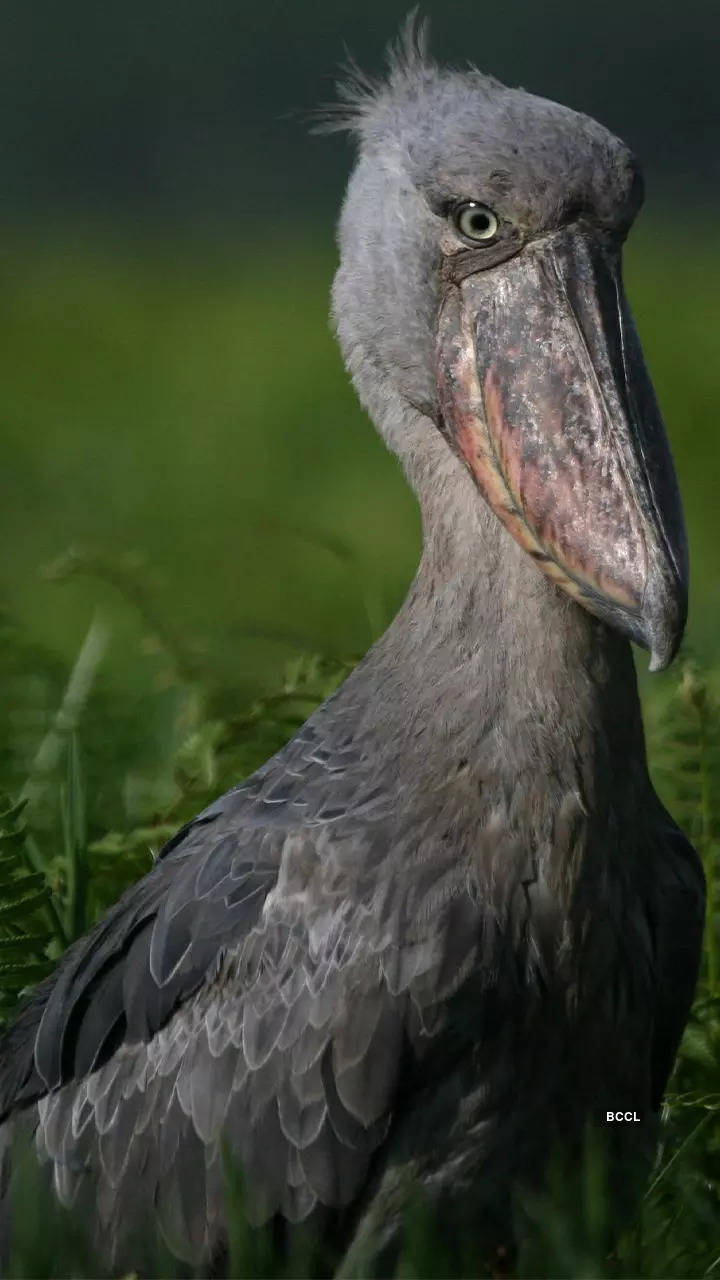 10 birds with most unique beaks