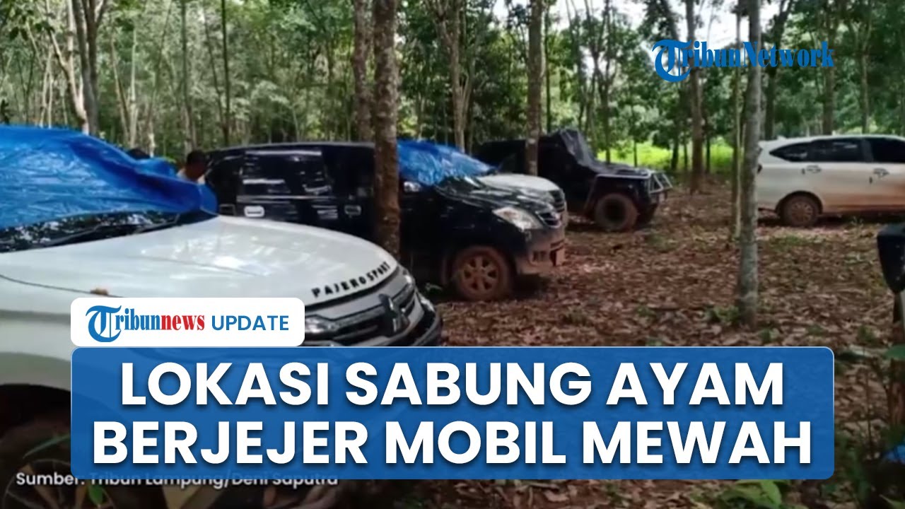 Pengakuan Warga di Sekitar Lokasi Judi Sabung Ayam di Way Kanan Lampung ...