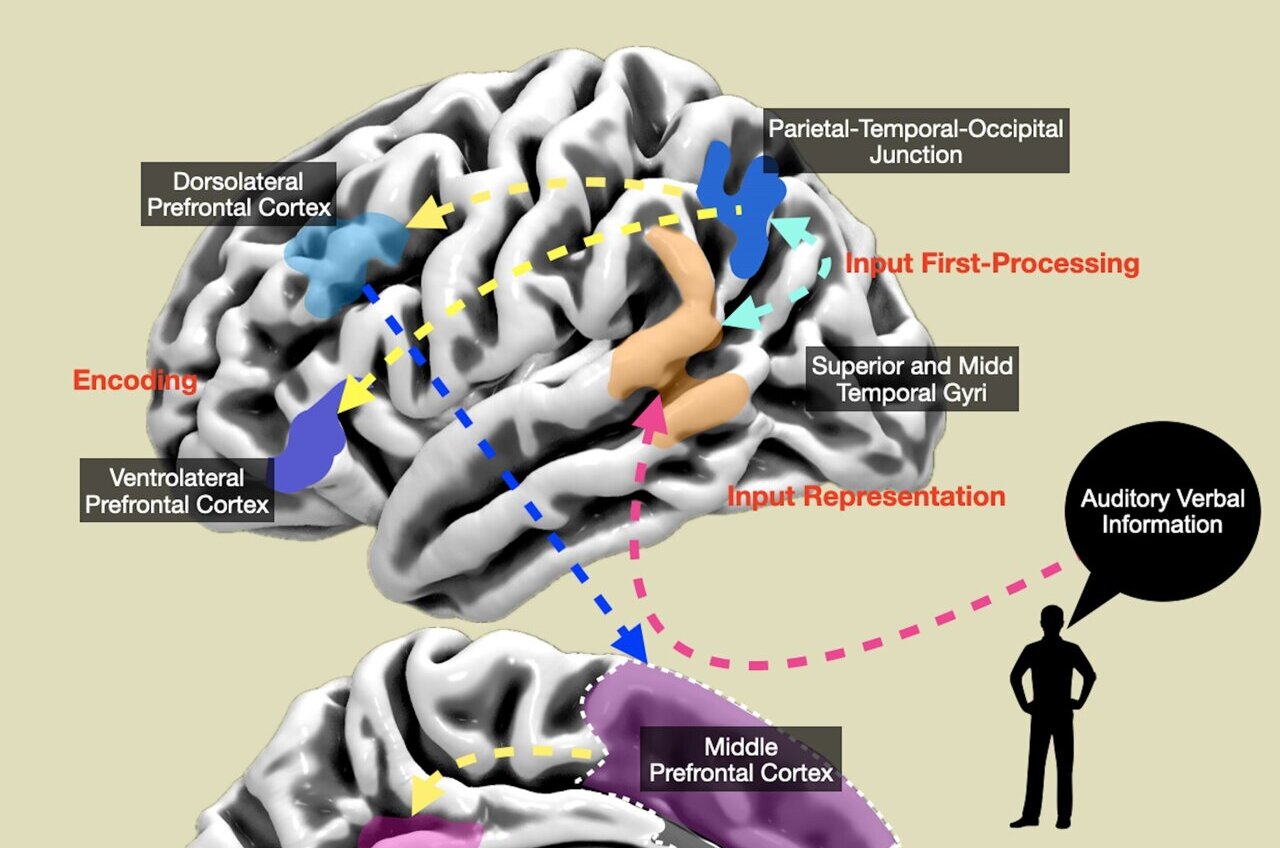 Parts of the brain that are needed to remember words identified