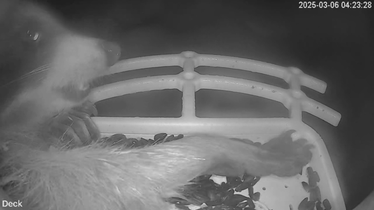 PHOTOS: Raccoon spotted grabbing an early morning snack