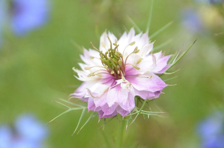 Love-in-a-Mist Flower Care and Growing Tips