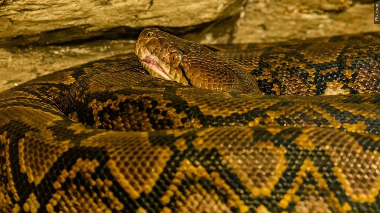 S.C. lawmakers considering ban on owning venomous reptiles