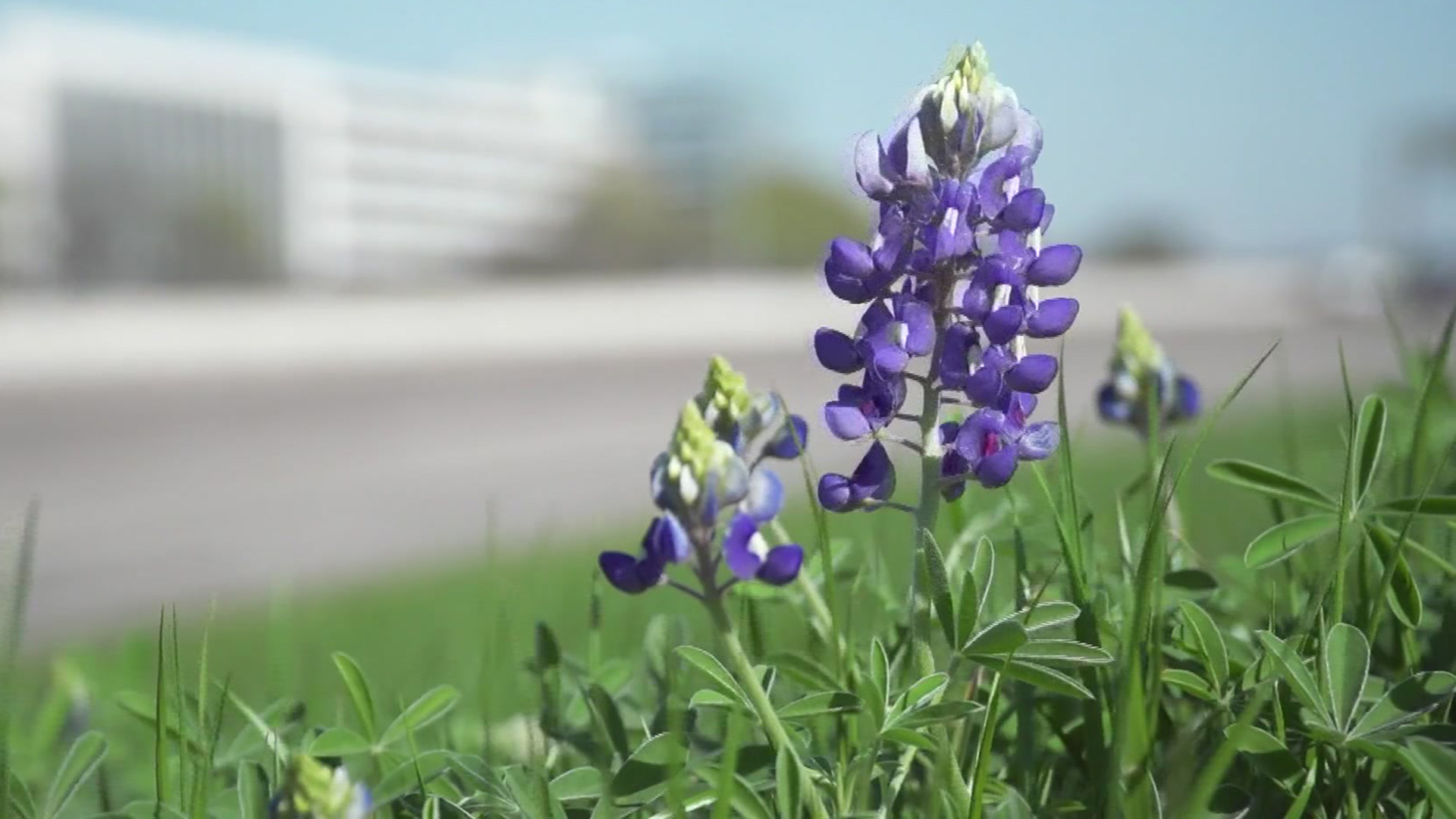 Bluebonnets begin to bloom in North Texas