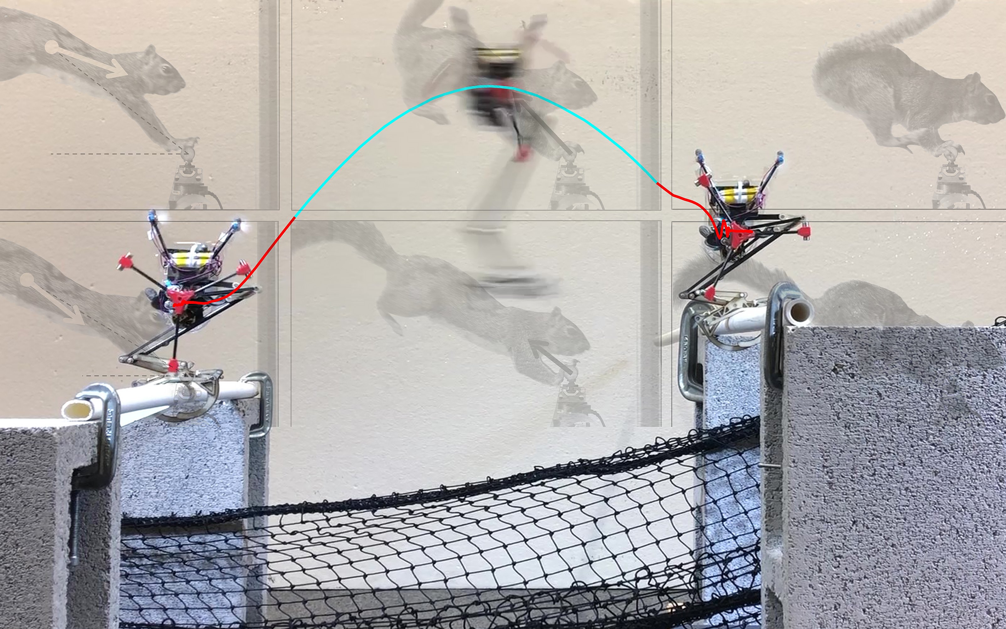 Squirrels Inspire Leaping Strategy for Salto Robot