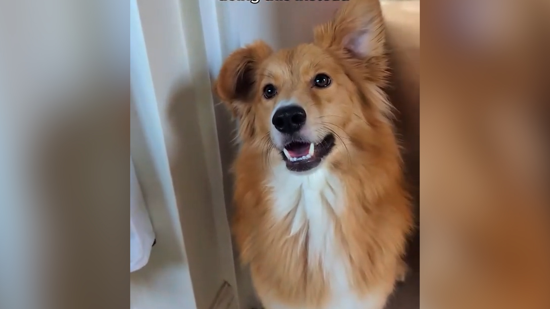 Camera Reveals Dog's Behavior When Owner Leaves