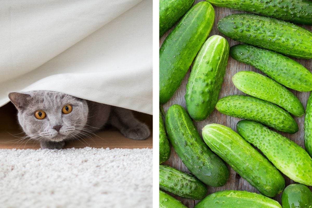 Here’s Why Cats Are Afraid of Cucumbers