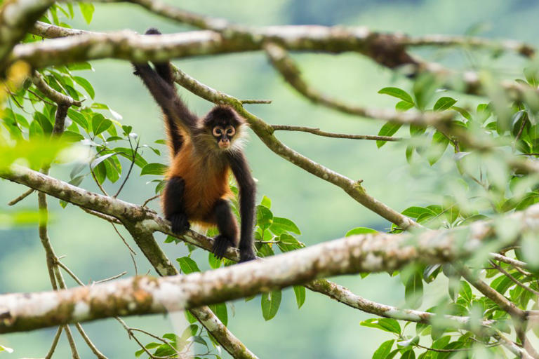 Baby spider monkey has arm amputated after ‘chance accident’ at Florida zoo