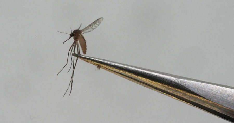 CDC issues dengue fever warning for spring, summer travelers