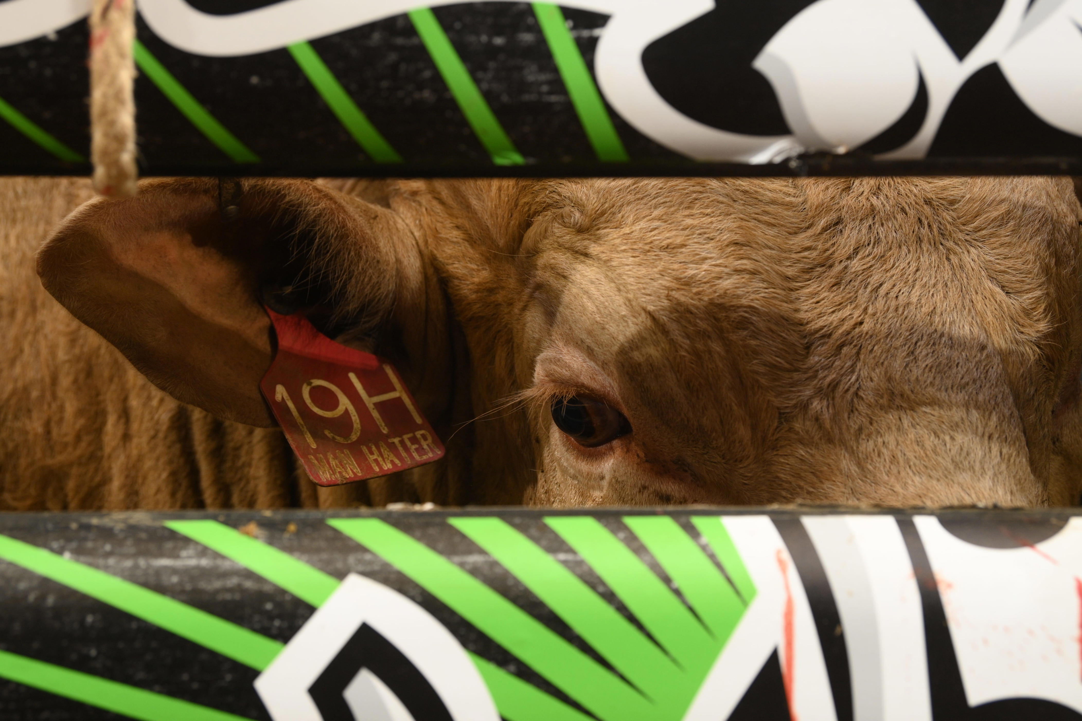 Pro bull riding event bucks its way into Acrisure Arena, here's ...
