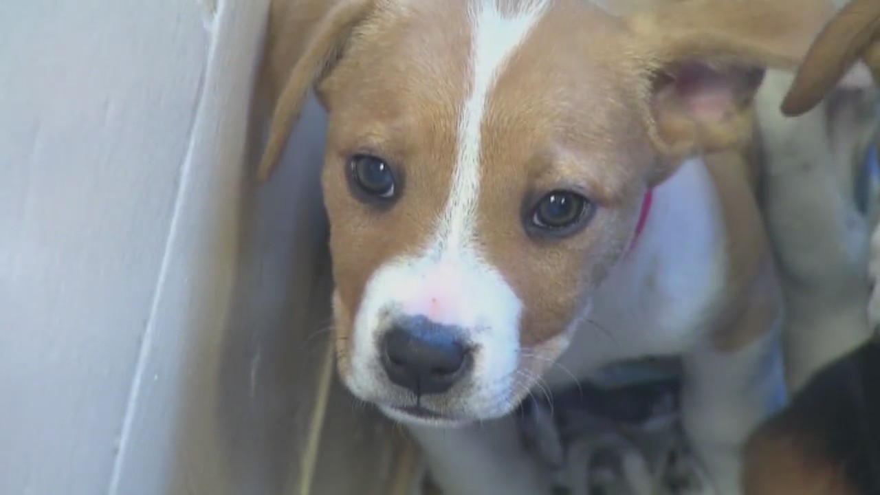 Humane law enforcement urge caution