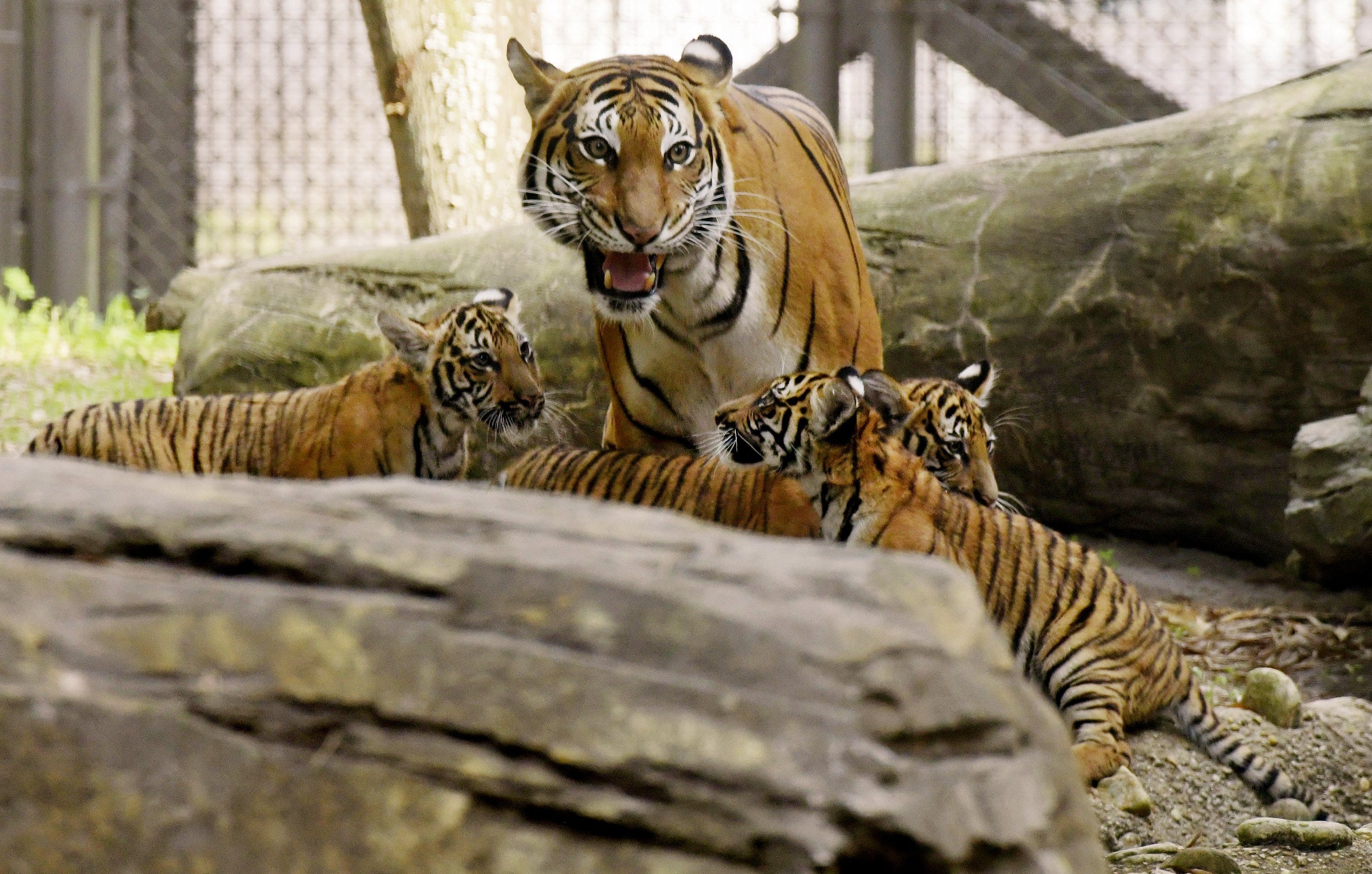 Looking for a great zoo? Jacksonville Zoo named among best in US by USA ...